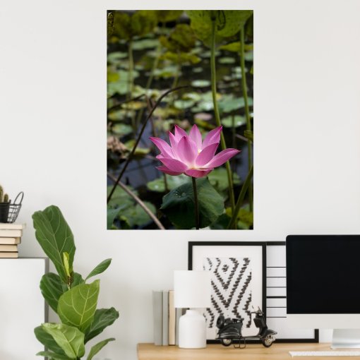 Lotus Poster | Zazzle
