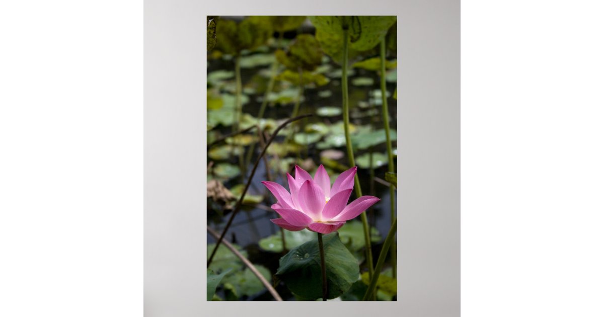 Lotus Poster | Zazzle
