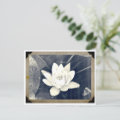 LOTUS VINTAGE PHOTOGRAPH POSTCARD | Zazzle