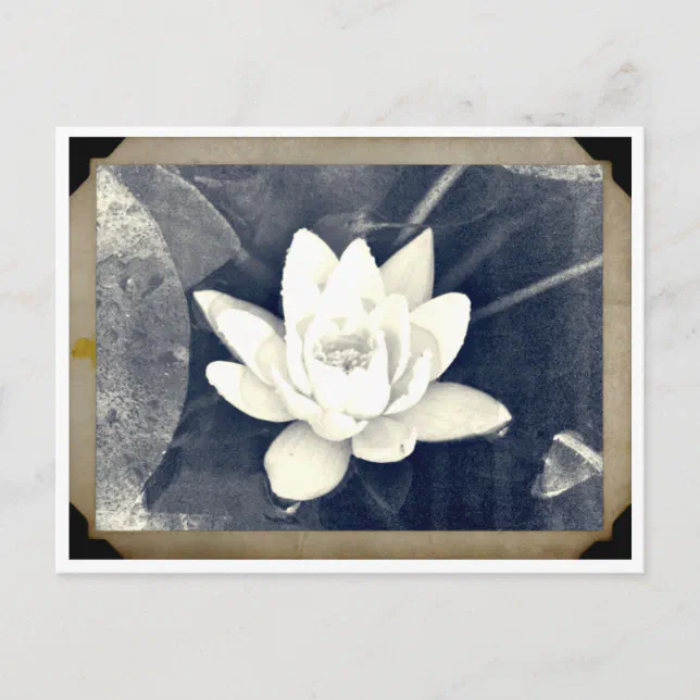 LOTUS VINTAGE PHOTOGRAPH POSTCARD | Zazzle