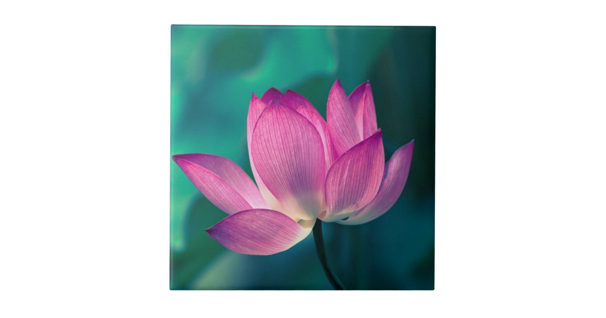 Lotus Water Lily Flower Ceramic Tile | Zazzle