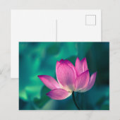 Lotus Water Lily Flower Postcard | Zazzle