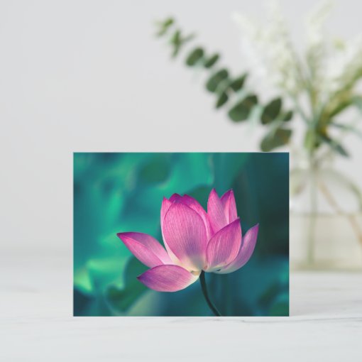 Lotus Water Lily Flower Postcard | Zazzle