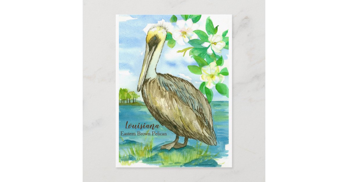 Louisiana Eastern Brown Pelican State Bird Postcard | Zazzle