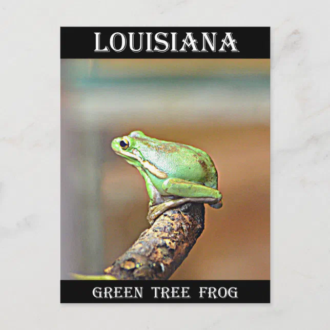 Louisiana Green Tree Frog Postcard | Zazzle