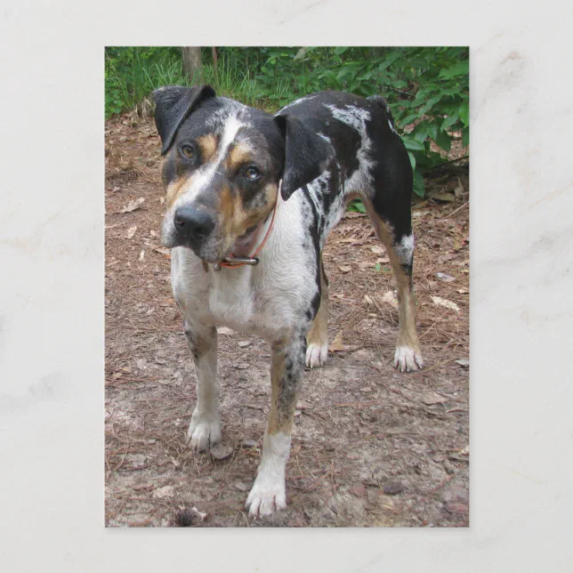Louisiana Leopard Dog Postcard | Zazzle