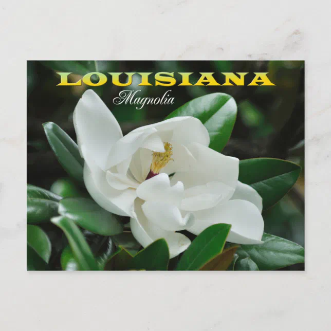 Louisiana State Flower: Magnolia Postcard | Zazzle