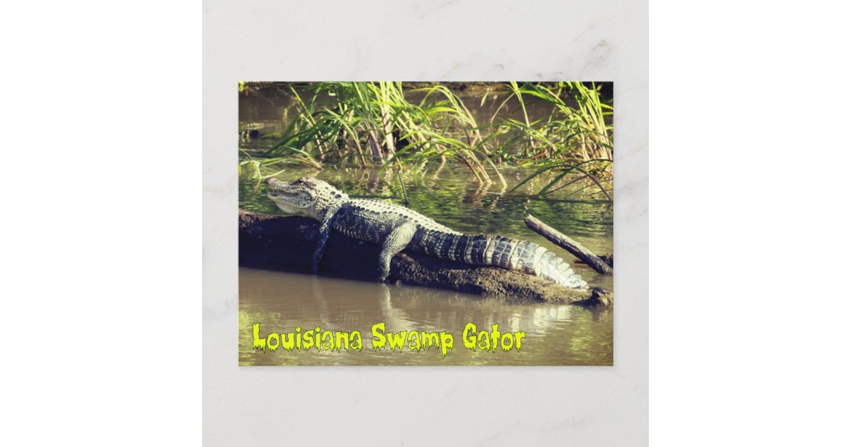 Louisiana Swamp Gator Postcard | Zazzle