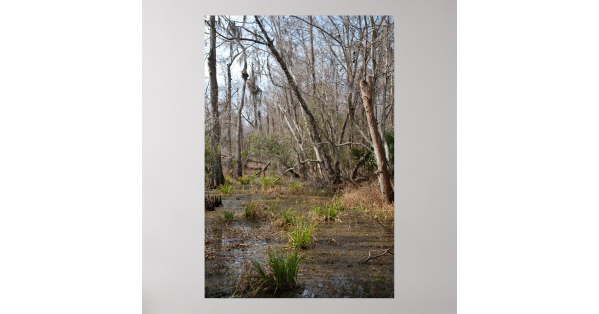 Louisiana Swamp poster | Zazzle