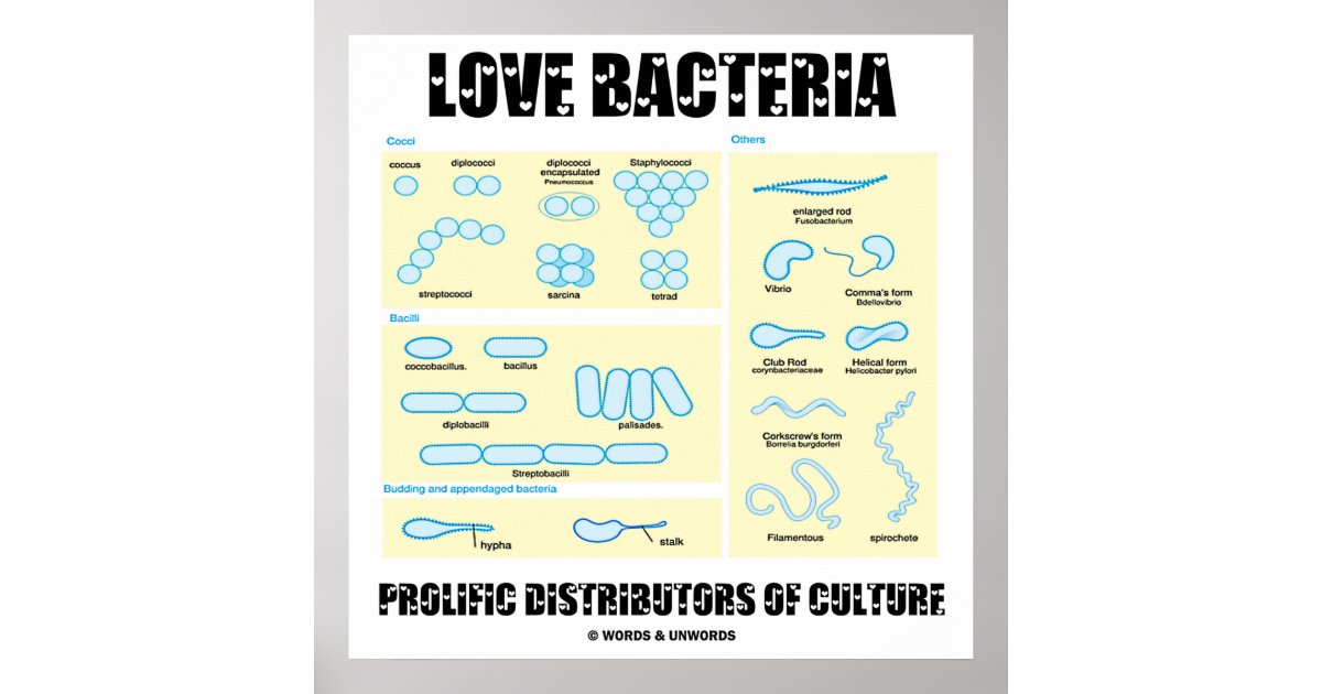 Love Bacteria Prolific Distributors Of Culture Poster | Zazzle