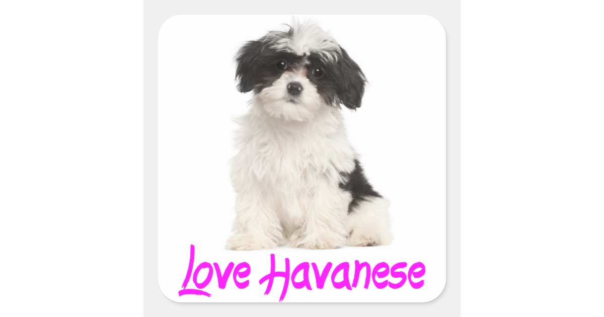 Love Havanese Puppy Dog Sticker | Zazzle