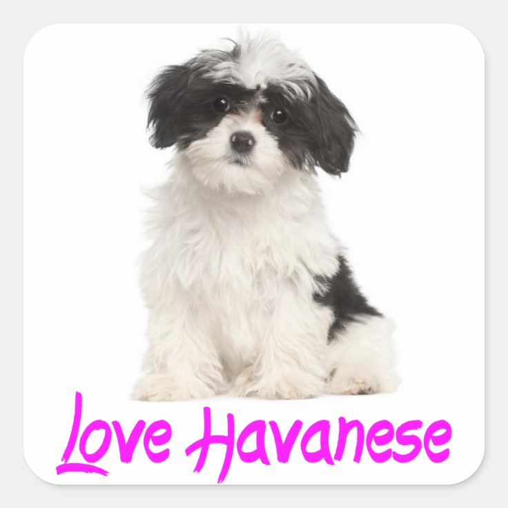 Love Havanese Puppy Dog Sticker | Zazzle