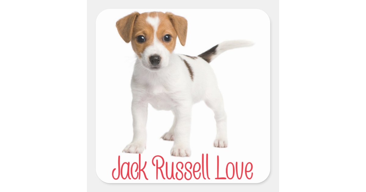Love Jack Russell Terrier Puppy Dog Square Sticker | Zazzle