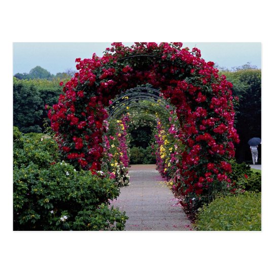 Lovely Climbing Rose Arches Postcard | Zazzle.com