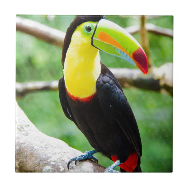 Lovely Toucan Ceramic Tile | Zazzle