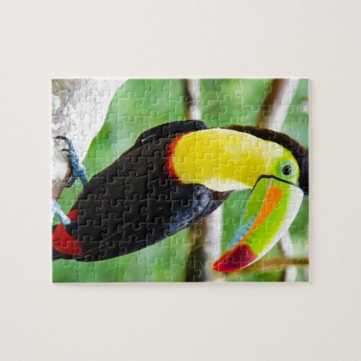 Lovely Toucan Jigsaw Puzzle | Zazzle