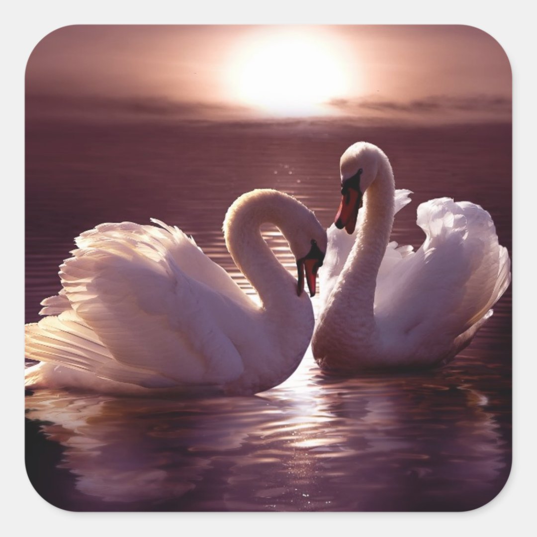 Loving Swans Forming a Heart Square Sticker | Zazzle