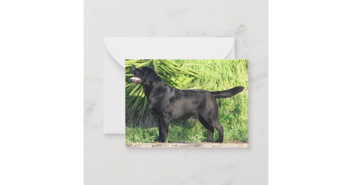 LR black lab full Note Card | Zazzle