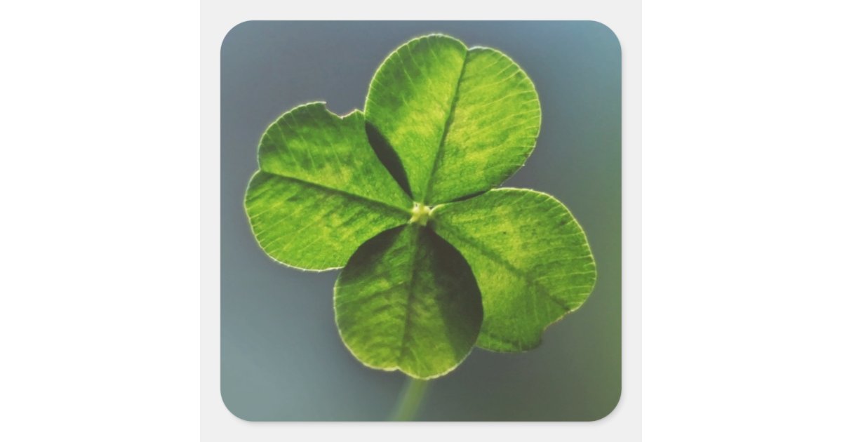 Lucky Green Clover Square Sticker | Zazzle
