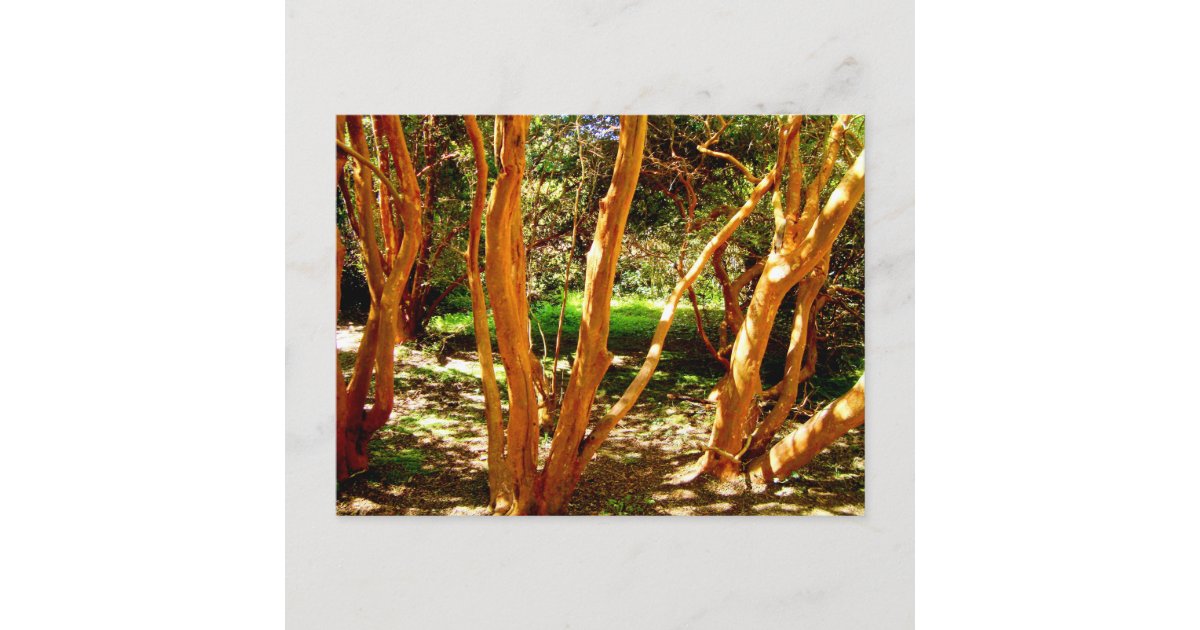 Luma apiculata, Chile Postcard | Zazzle