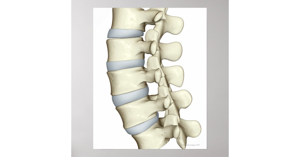Lumbar Vertebrae Poster | Zazzle