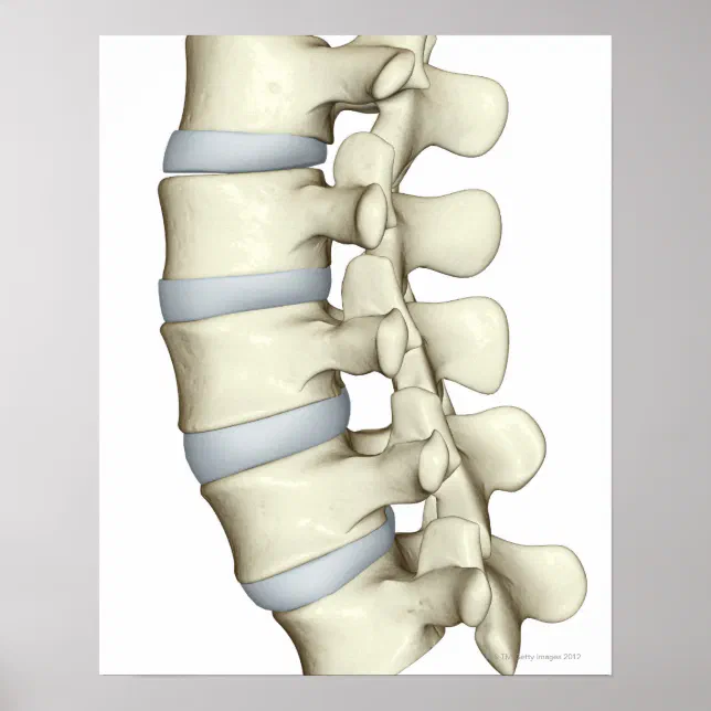 Lumbar Vertebrae Poster | Zazzle