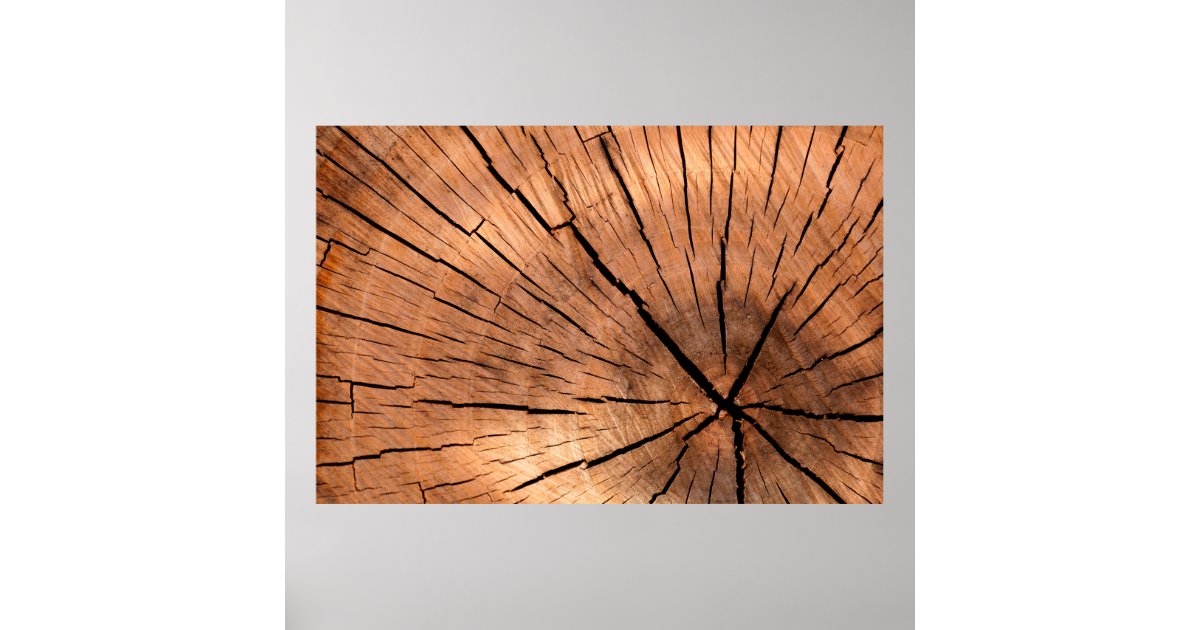 Lumber log wood tree cross section poster | Zazzle