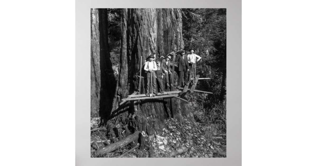LUMBERJACKS HIGH on a REDWOOD c. 1889 Poster | Zazzle