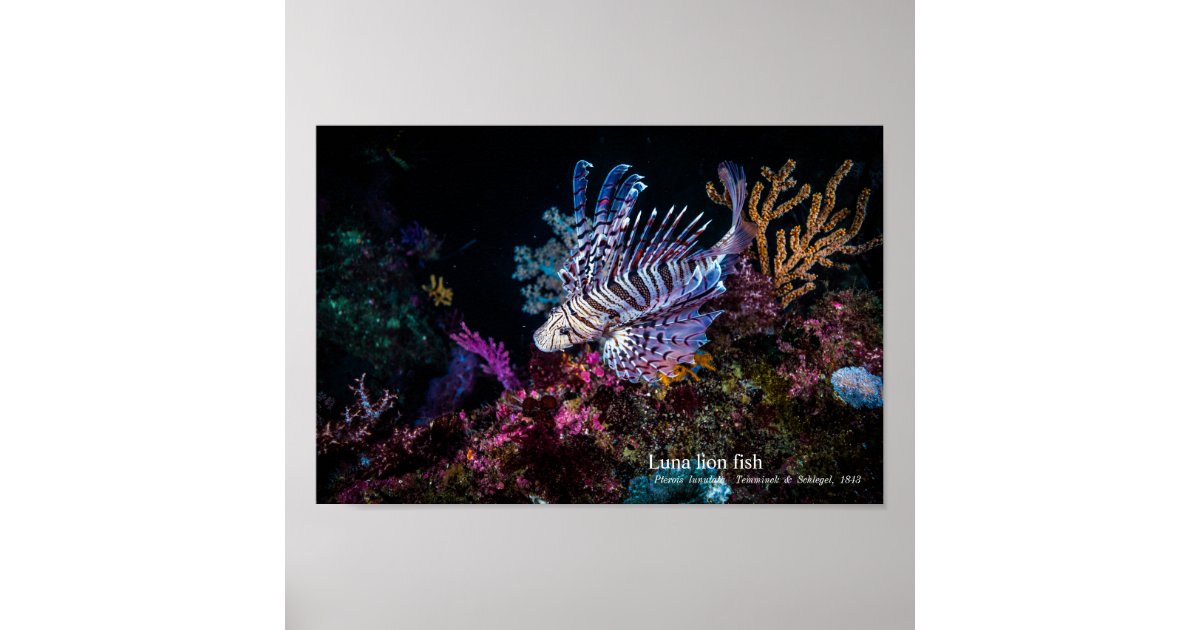 Luna lion fish, Pterois lunulata, Poster | Zazzle