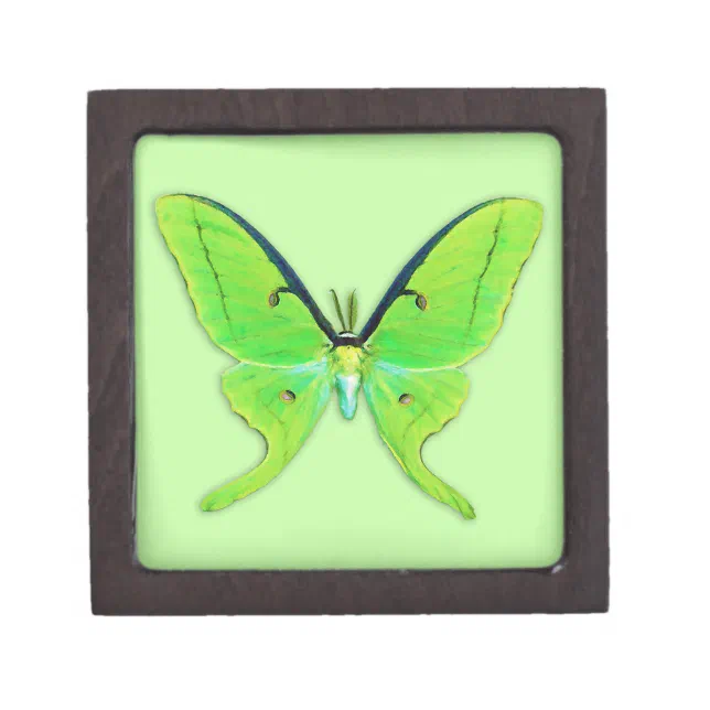 Luna moth on a pale green background jewelry box | Zazzle