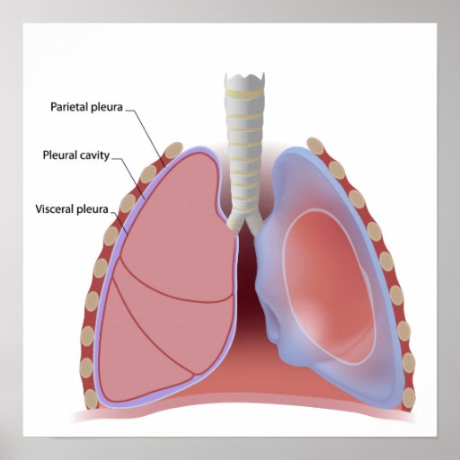 Lung pleura and pleural cavity Poster | Zazzle