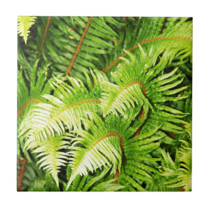 Fern Decorative Ceramic Tiles | Zazzle