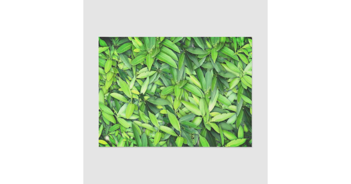 Lush Green Leaves Pattern – Nature Botanical Tissue Paper | Zazzle