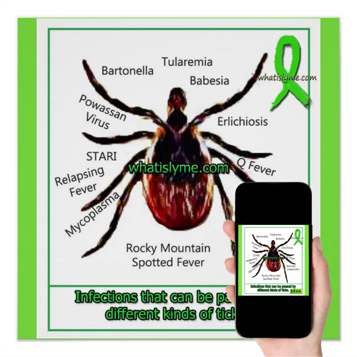 Lyme Disease & Co Infection Educational Chart | Zazzle