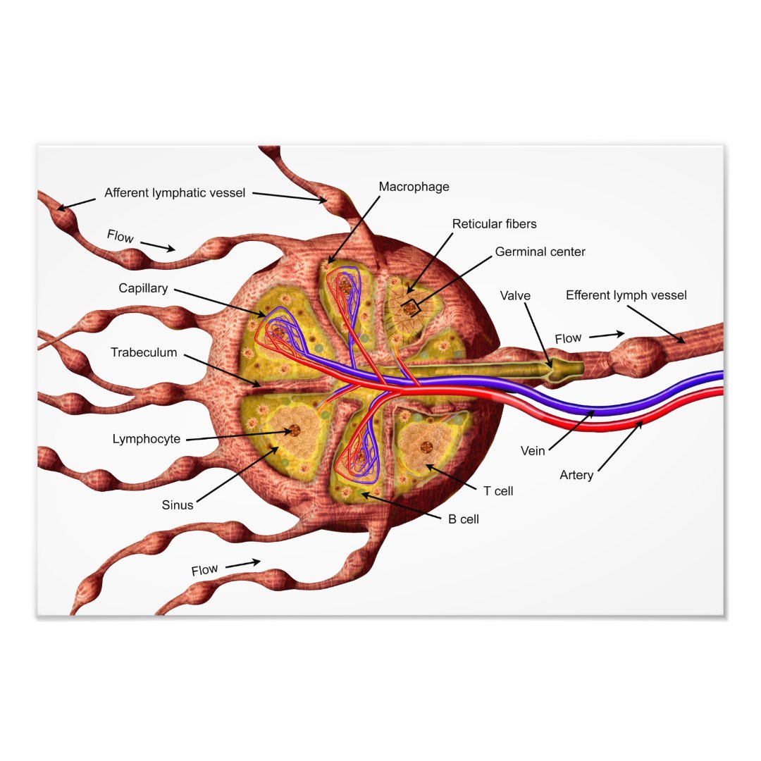 Lymph node poster | Zazzle