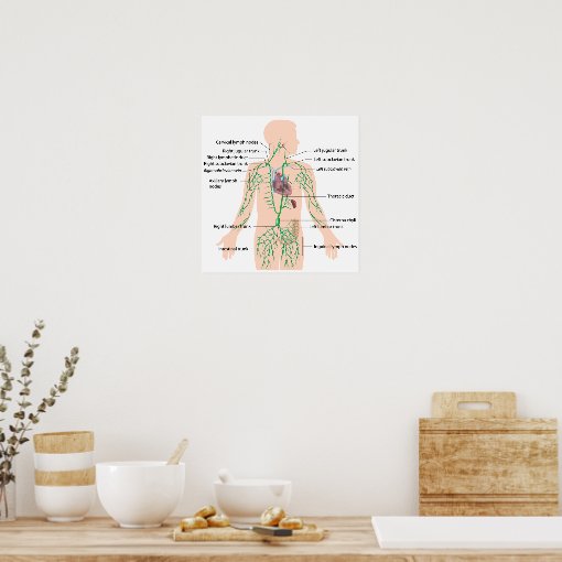 Lymphatic drainage labeled poster | Zazzle