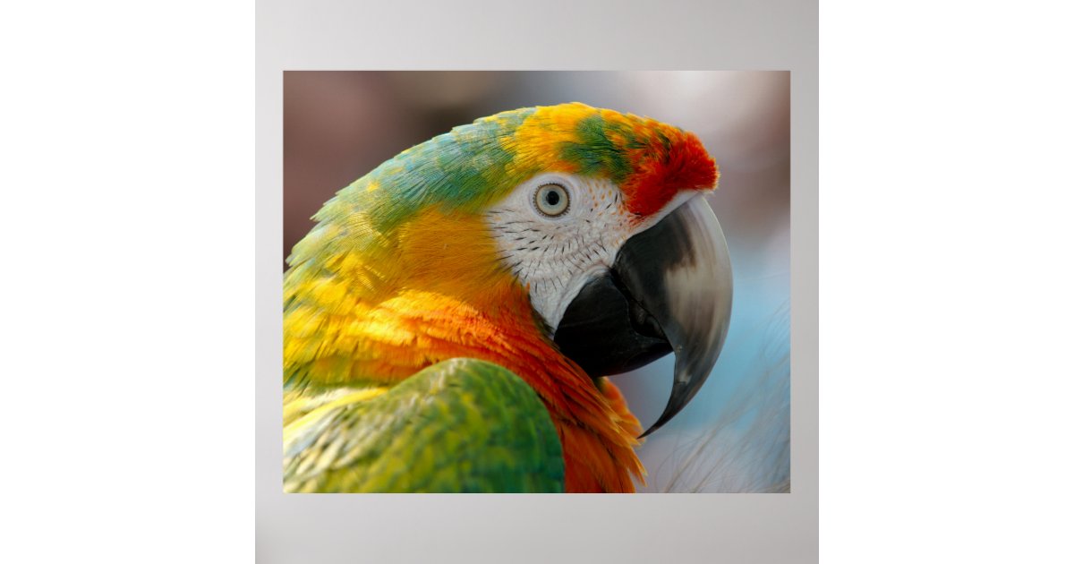 Macaw Parrot Poster | Zazzle