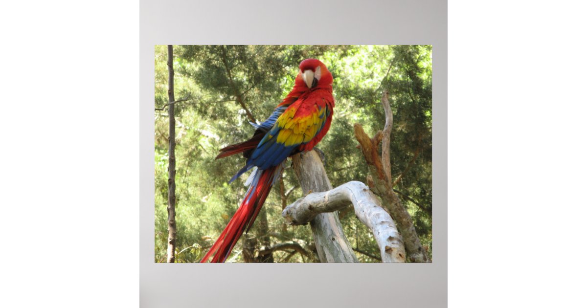 Macaw Parrot Poster | Zazzle