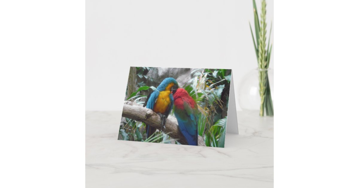 Macaw Parrots Bird Thank you, Note Card | Zazzle
