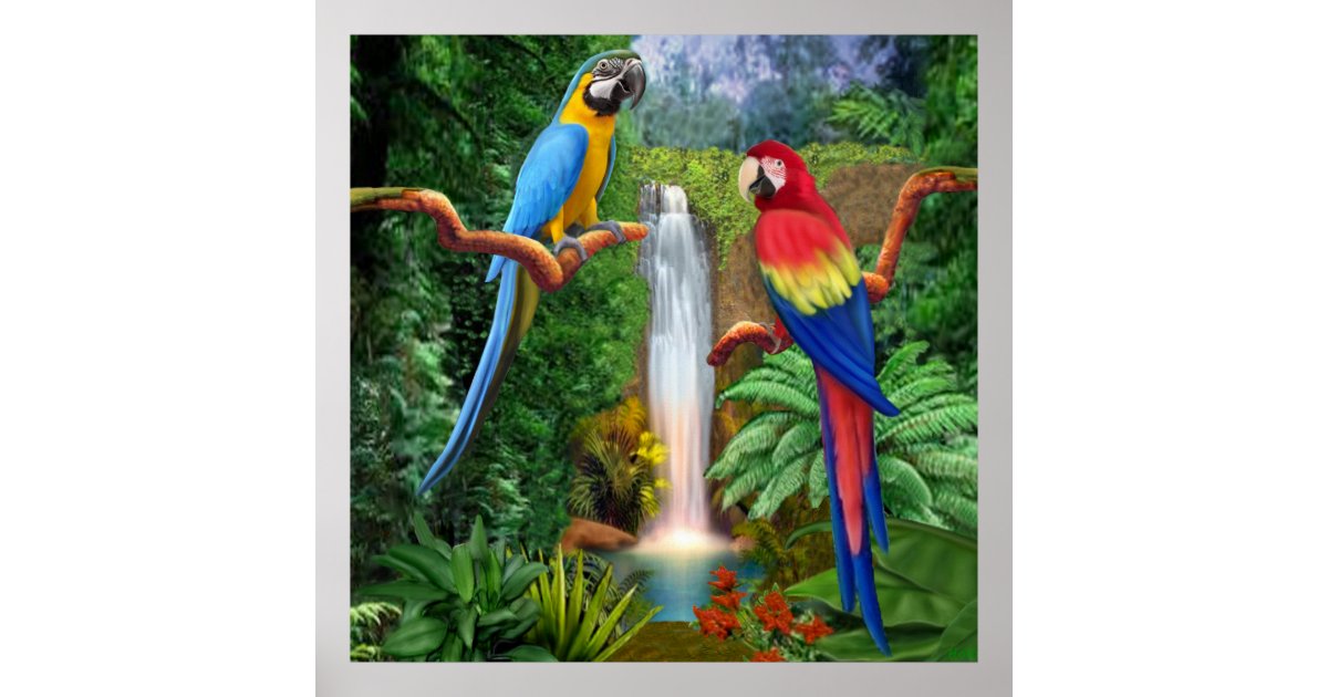 Macaw Tropical Parrots Poster | Zazzle
