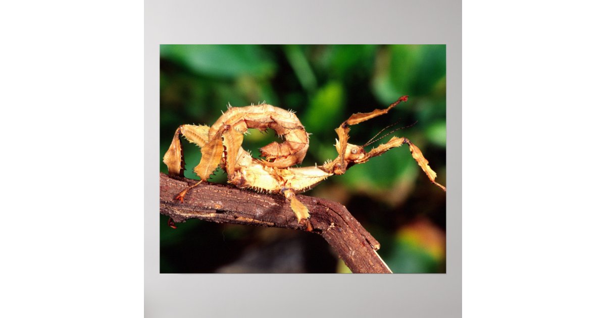 Macleay's Specter (Spiney Stick Insect), Poster | Zazzle