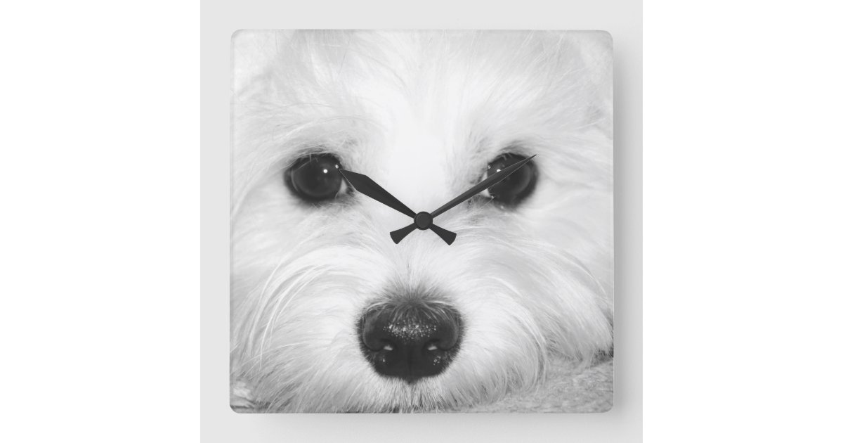 Magical Gaze Maltese in the Glint of Eyes & Nos Square Wall Clock | Zazzle