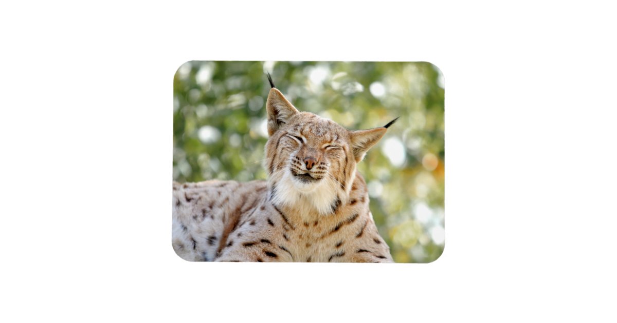 Magnet Photo cat , lynx , animals 0133. | Zazzle