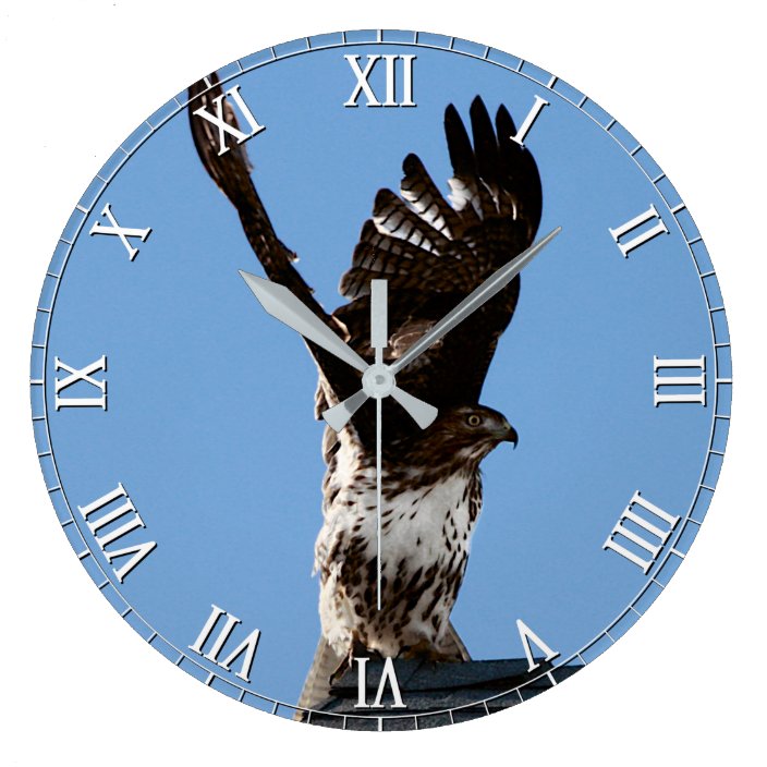 Magnificent Red-Tailed Hawk Raptor Bird of Prey Large Clock | Zazzle.com