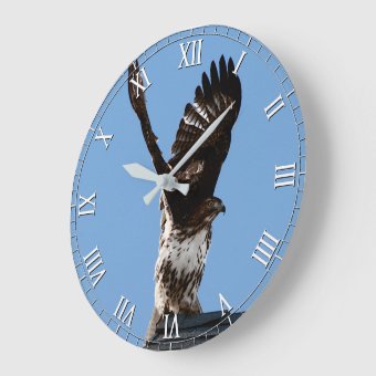 Magnificent Red-Tailed Hawk Raptor Bird of Prey Large Clock | Zazzle