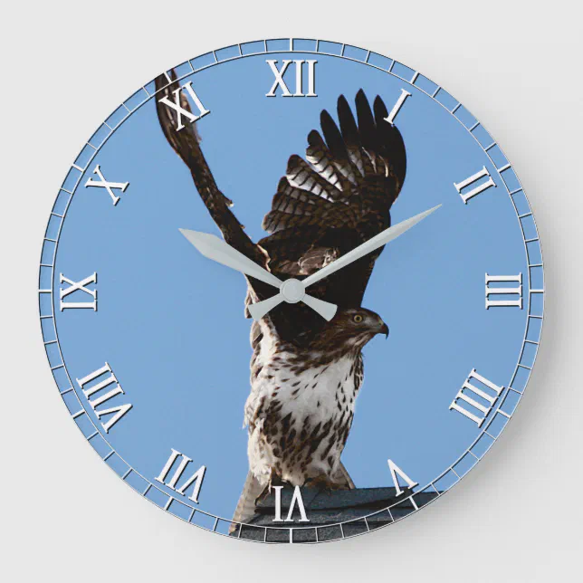 Magnificent Red-Tailed Hawk Raptor Bird of Prey Large Clock | Zazzle