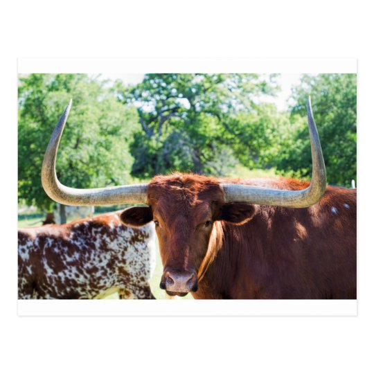 Magnificent Texas Longhorn Bull Postcard | Zazzle.com
