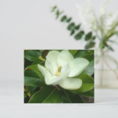 Magnolia Bloom Savannah Georgia Postcard | Zazzle