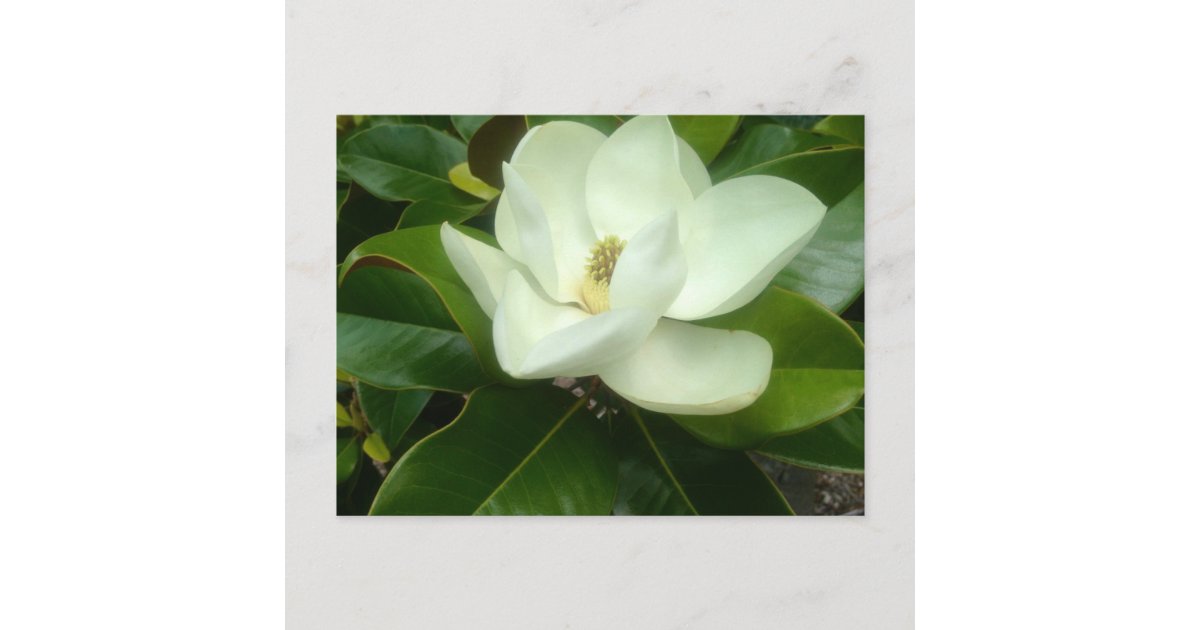 Magnolia Bloom Savannah Georgia Postcard | Zazzle