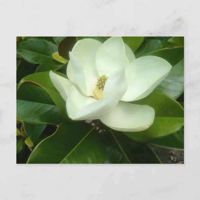 Magnolia Bloom Savannah Georgia Postcard | Zazzle